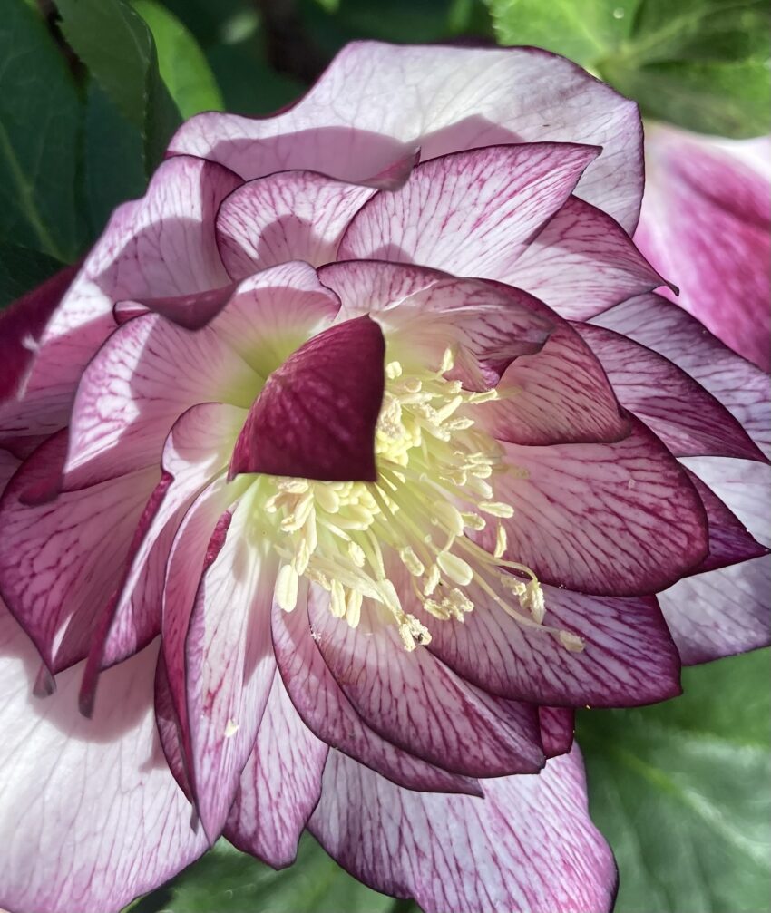 Sharing Beauty – Simply Splendid Life